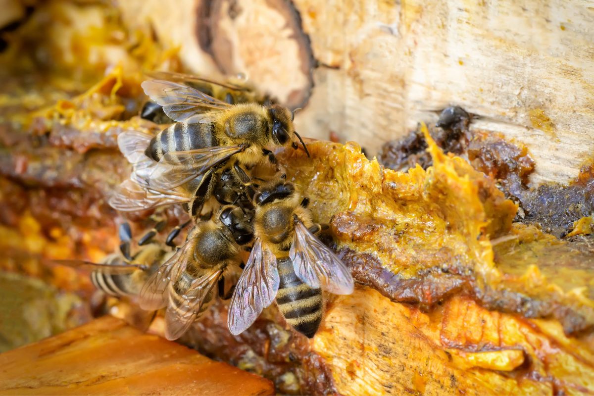 Beekeepers' Best Kept Secret: The Surprising Benefits of Propolis • My ...