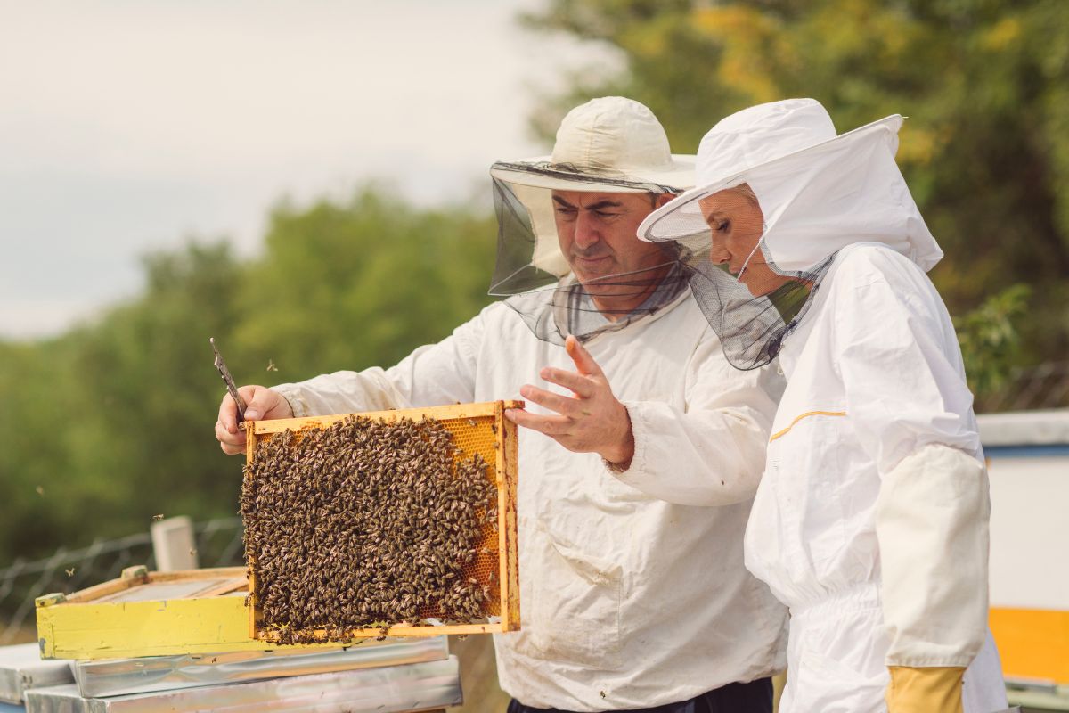 Growing Your Beekeeping Business: Essential Strategies for Scaling Up ...