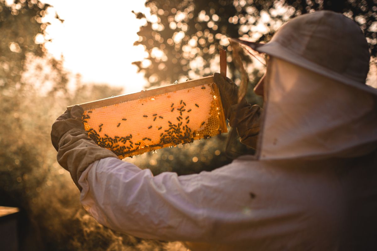 Growing Your Beekeeping Business: Essential Strategies for Scaling Up ... Growing Your Beekeeping Business: Essential Strategies for Scaling Up ...